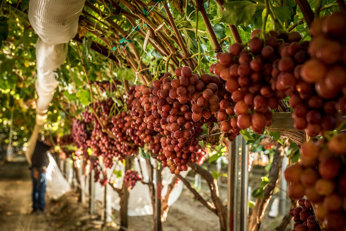 Mexico's Future in the Grape Trade Looks Bright - Vision Magazine
