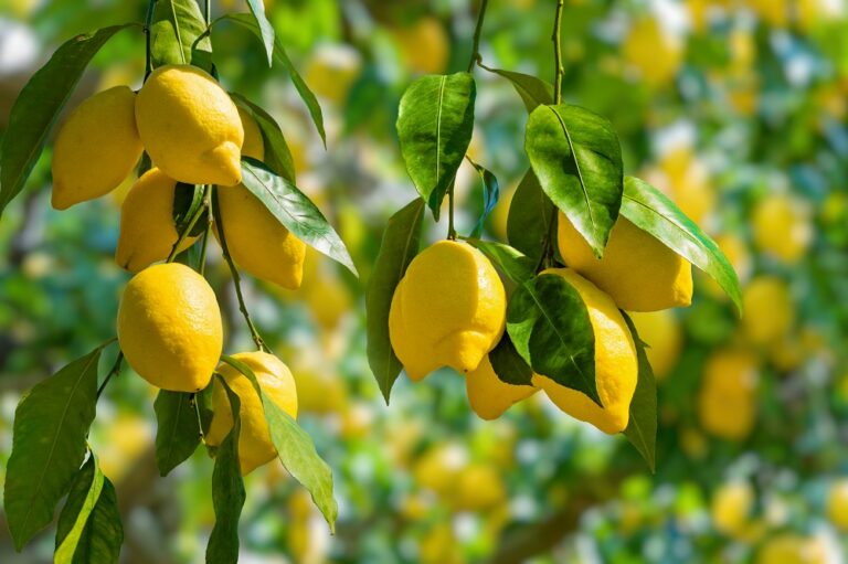 From Luxury to Ubiquity: The History of Lemons - Vision Magazine