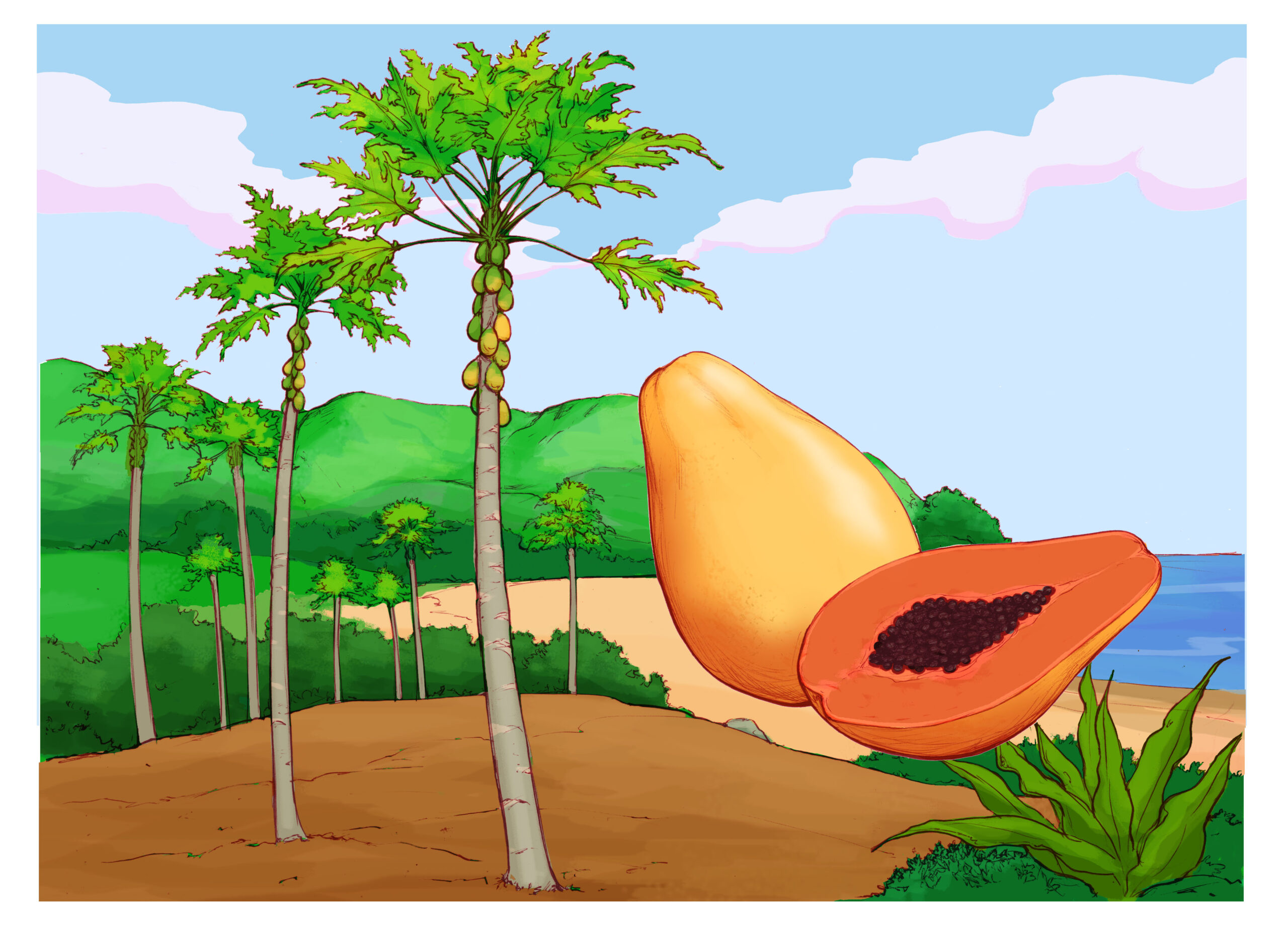 Clipart Papaya Tree