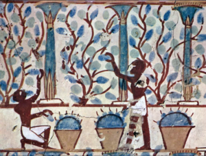 The Allure of the Vine: A History of Grapes - Vision Magazine