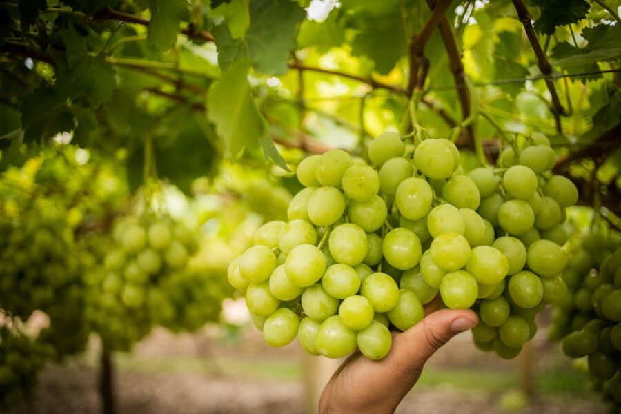 The U.S. Grape Market Evolves as Import Upswing Continues - Vision Magazine