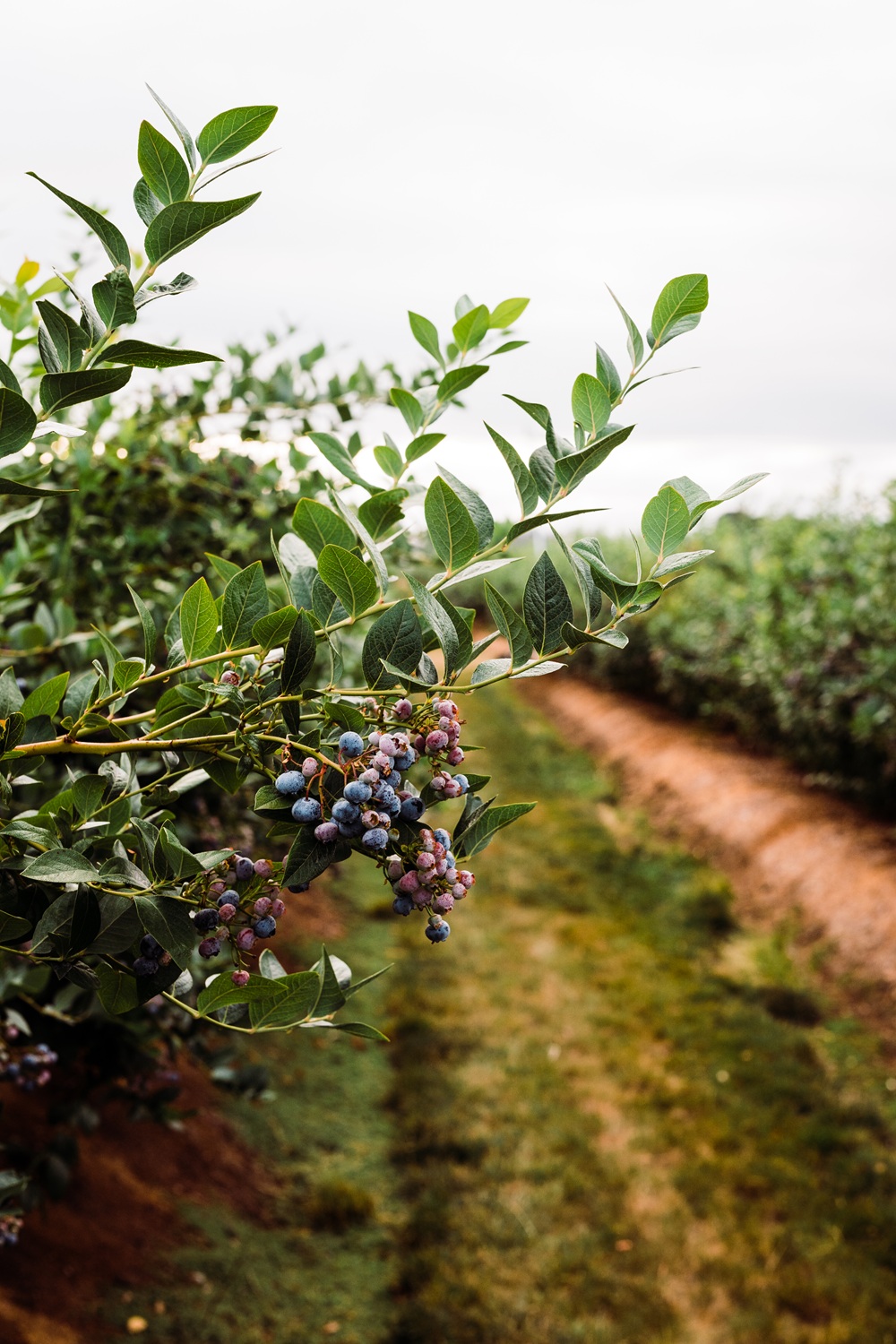 Kasey Cronquist, President of the USHBC: The Future of Blueberries ...
