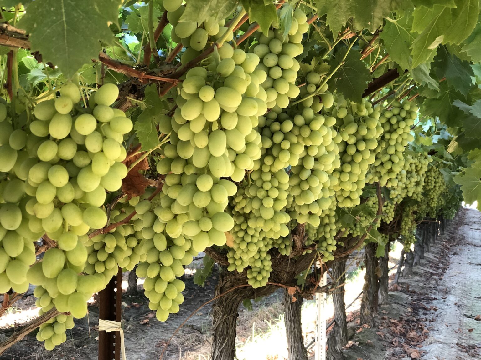 Ian LeMay: California Well-Positioned to Lead Grape Industry for ...