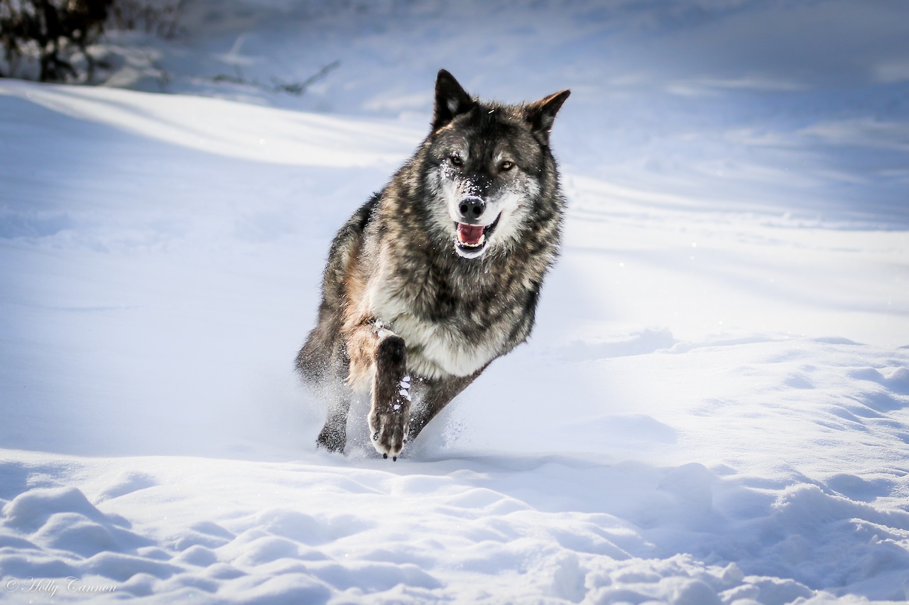 The Lone Wolf - Vision Magazine